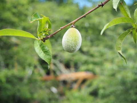 รูปภาพPessegueiro – เลือกดูภาพถ่ายสต็อก เวกเตอร์ และวิดีโอ530 | Adobe Stock