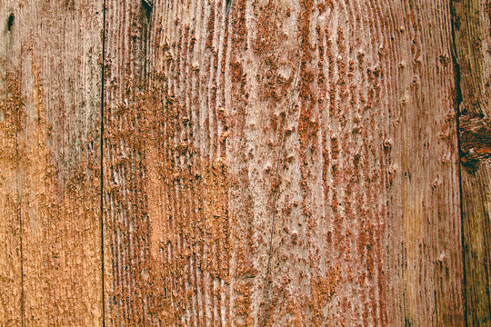 "Wood Veins"-Bilder: Stock-Fotos & -Videos. | Adobe Stock