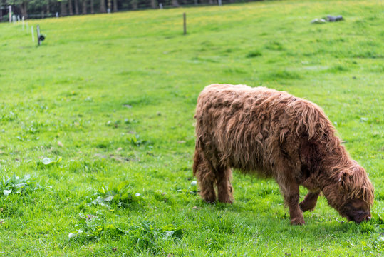 Harr Bilder – Durchsuchen 51 Archivfotos, Vektorgrafiken und Videos ...