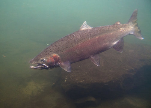 Steelhead Images – Browse 1,427 Stock Photos, Vectors, and Video ...