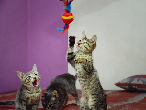Three Kittens Playing