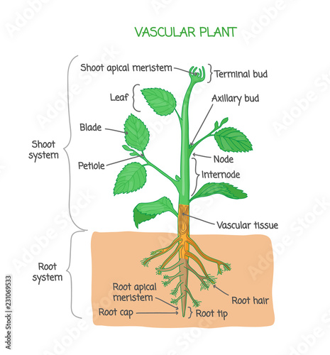"Vascular plant biological structure labeled diagram, vector ...