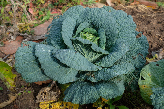 Kopfkohl 이미지 – 찾아보기 198 스톡 사진, 벡터 및 비디오 | Adobe Stock