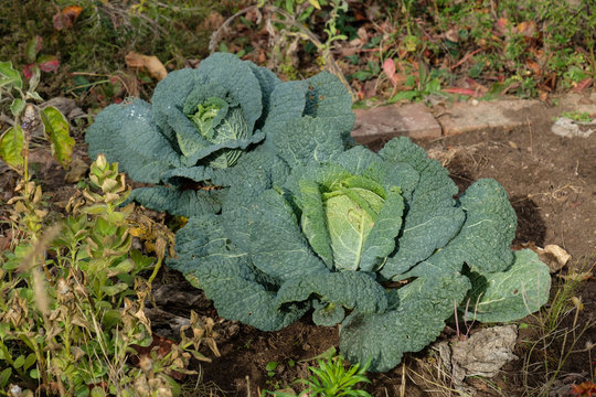 「Kopfkohl」の写真素材 | 221件の無料イラスト画像 | Adobe Stock