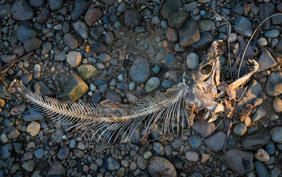 Salmon Skeleton-Bilder: Stock-Fotos & -Videos. | Adobe Stock