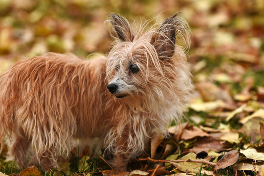 "Scruffy Dog" Images – Browse 92 Stock Photos, Vectors, and Video ...