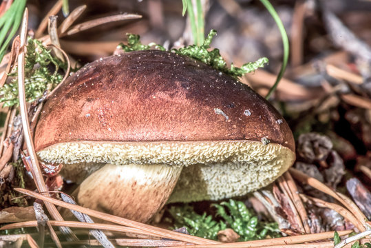 DIE 321 BESTEN BILDER, STOCK-FOTOS UND -VEKTORGRAFIKEN ZU „Maronenpilz ...