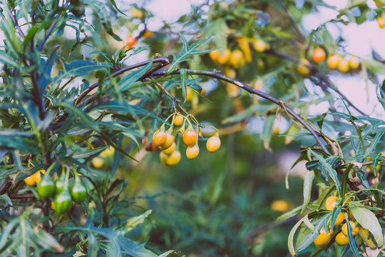 รูปภาพPoroporo – เลือกดูภาพถ่ายสต็อก เวกเตอร์ และวิดีโอ126 | Adobe Stock