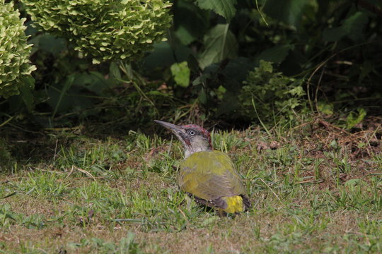 รูปภาพErdspecht – เลือกดูภาพถ่ายสต็อก เวกเตอร์ และวิดีโอ187 | Adobe Stock