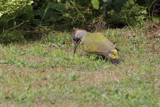 Erdspecht Bilder – Durchsuchen 150 Archivfotos, Vektorgrafiken und ...