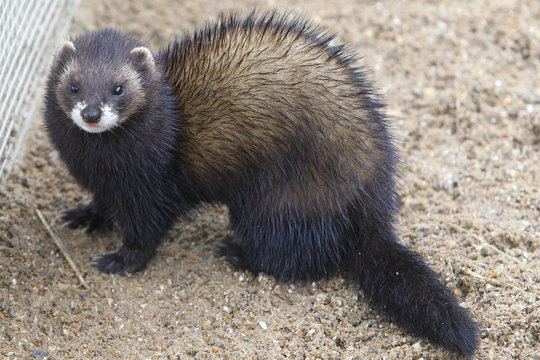 Polecat Images – Browse 33,873 Stock Photos, Vectors, and Video | Adobe ...