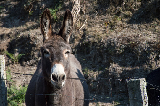 LAS 104 MEJORES IMÁGENES, FOTOS DE ARCHIVO Y VECTORES DE Burras | Adobe ...