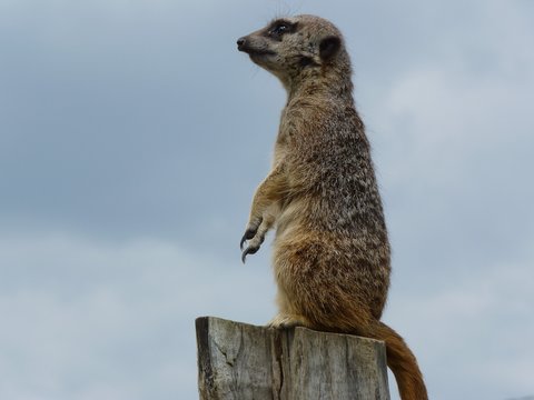 รูปภาพGuet – เลือกดูภาพถ่ายสต็อก เวกเตอร์ และวิดีโอ1,696 | Adobe Stock