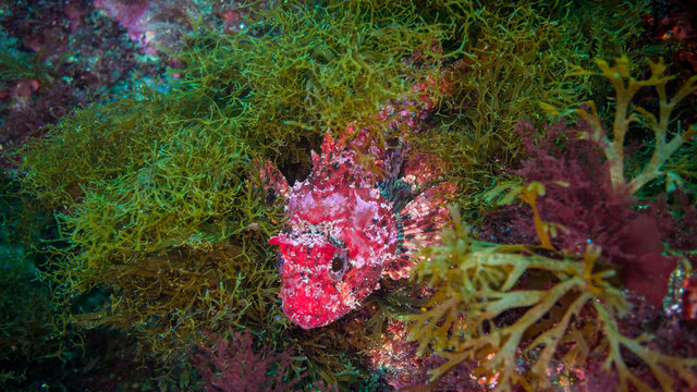 "Rascasse Rouge" Images – Browse 13 Stock Photos, Vectors, and Video ...