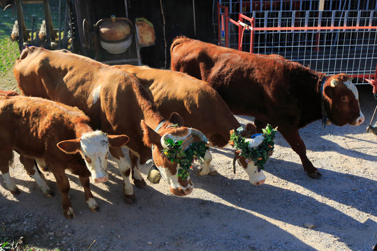 「Schlachter」の画像 - 3,010 件の Stock 写真、ベクターおよびビデオ | Adobe Stock