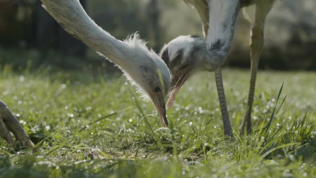 "Rhea Bird" Images – Browse 11,321 Stock Photos, Vectors, and Video ...