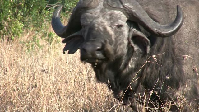 Obrázky Nostril – procházejte fotografie, vektory a videa 27,613 ...