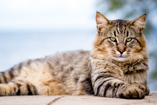 Maincoon Bilder – Durchsuchen 860 Archivfotos, Vektorgrafiken und ...
