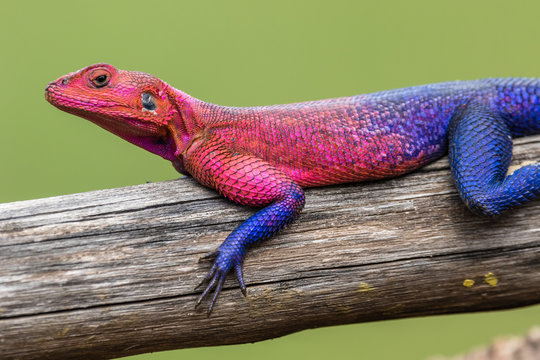 "Pink Lizard" Bilder – Durchsuchen 7 Archivfotos, Vektorgrafiken und ...