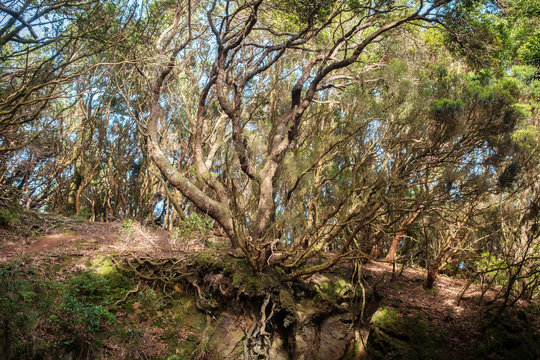 32 BEST Anagas IMAGES, STOCK PHOTOS & VECTORS | Adobe Stock