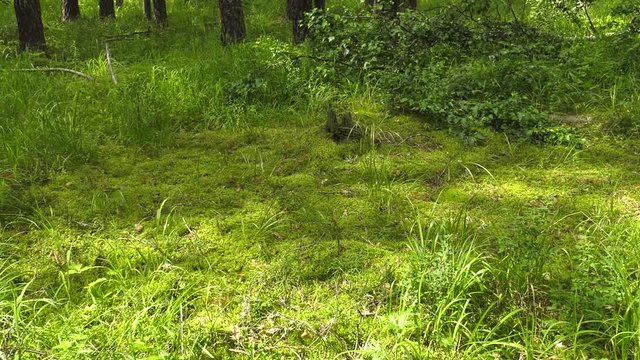 Schreber bilder – Bläddra bland 121 stockfoton, vektorer och videor ...