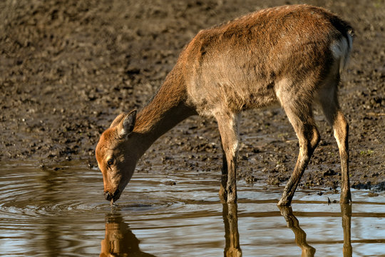 Deer Drinking Water From Stream