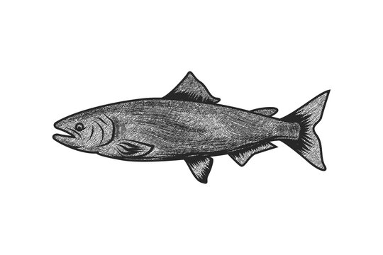 รูปภาพMilkfish – เลือกดูภาพถ่ายสต็อก เวกเตอร์ และวิดีโอ1,188 | Adobe Stock