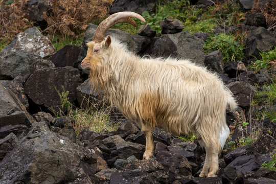 Wildziege bilder – Bläddra bland 285 stockfoton, vektorer och videor | Adobe Stock
