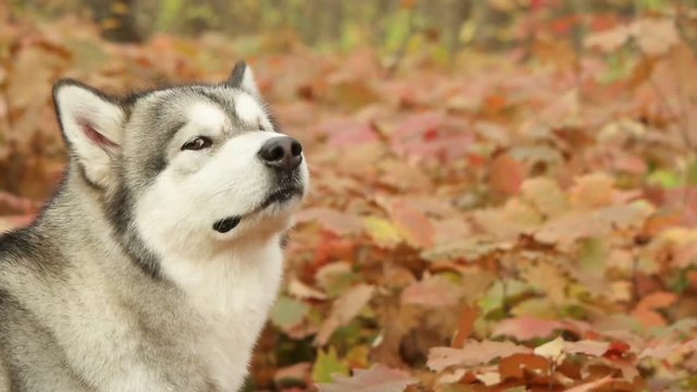 Pye-Dog 影像 – 瀏覽 673 個素材庫相片、向量圖和影片 | Adobe Stock