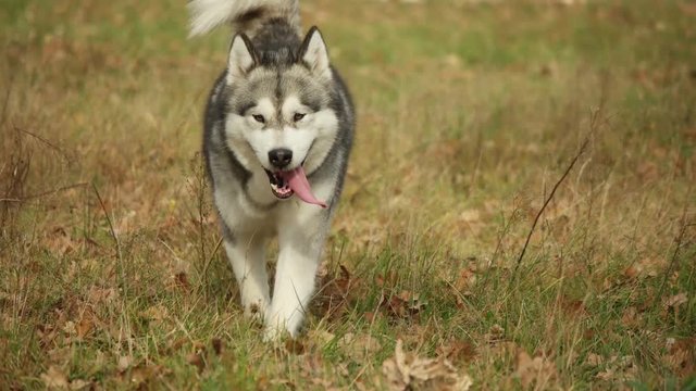 Pye-Dog Imagens – Procure 712 fotos, vetores e vídeos | Adobe Stock