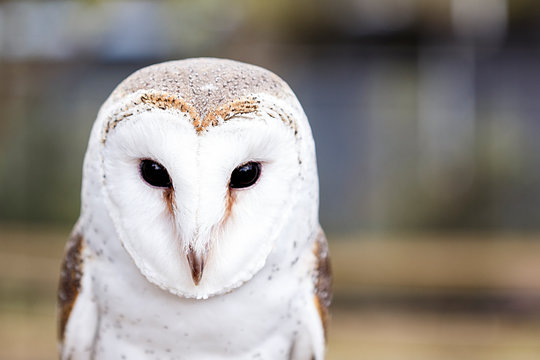 รูปภาพAfroaves – เลือกดูภาพถ่ายสต็อก เวกเตอร์ และวิดีโอ11 | Adobe Stock