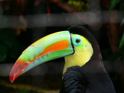 Beaky Images – Browse 33 Stock Photos, Vectors, and Video | Adobe Stock