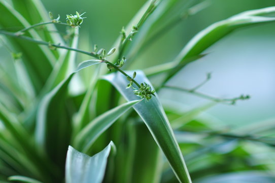 Sempreverde Bilder – Durchsuchen 1,107 Archivfotos, Vektorgrafiken und ...