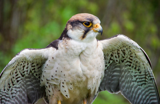 Falkner Bilder – Durchsuchen 18,195 Archivfotos, Vektorgrafiken und ...