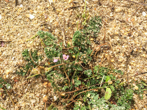 Pinwing 이미지 – 찾아보기 197 스톡 사진, 벡터 및 비디오 | Adobe Stock