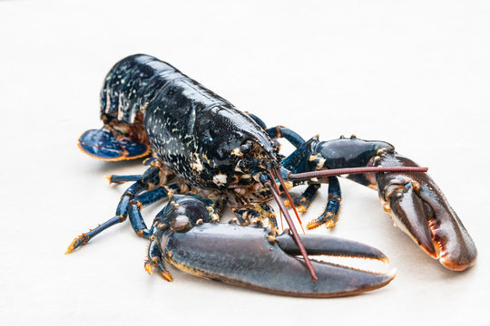 Homard Images – Browse 2,486 Stock Photos, Vectors, and Video | Adobe Stock