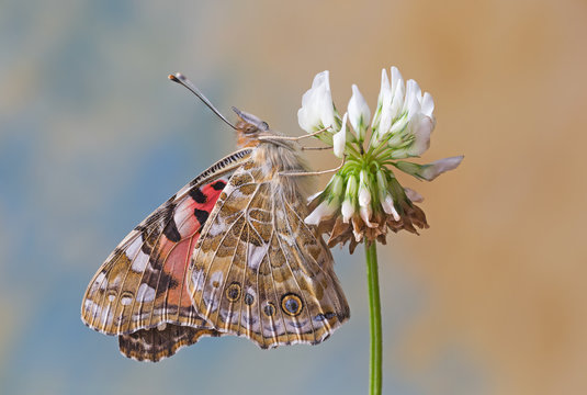 Distelarten-Bilder: Stock-Fotos & -Videos. | Adobe Stock