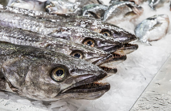 Merluza Bilder – Durchsuchen 1,038 Archivfotos, Vektorgrafiken und ...