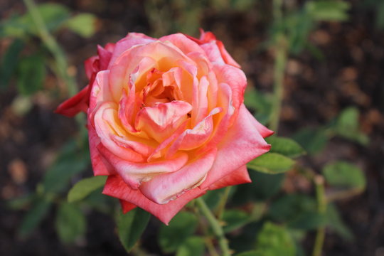 รูปภาพRoman_De_La_Rose – เลือกดูภาพถ่ายสต็อก เวกเตอร์ และวิดีโอ472 ...