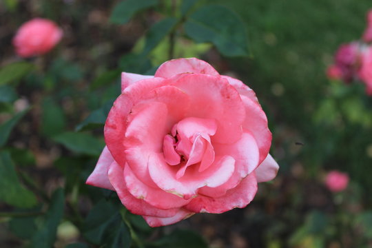 รูปภาพRoman_De_La_Rose – เลือกดูภาพถ่ายสต็อก เวกเตอร์ และวิดีโอ476 ...