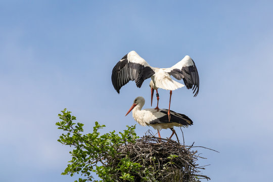รูปภาพKopula – เลือกดูภาพถ่ายสต็อก เวกเตอร์ และวิดีโอ427 | Adobe Stock