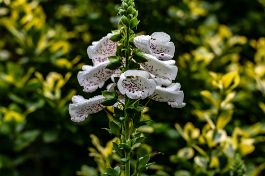 Gater 이미지 – 찾아보기 163 스톡 사진, 벡터 및 비디오 | Adobe Stock