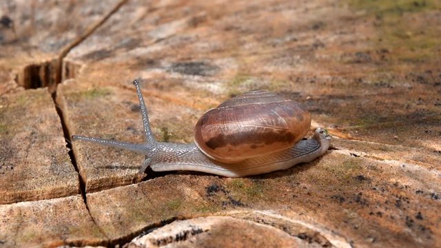 Monachoides Images – Browse 30 Stock Photos, Vectors, and Video | Adobe ...