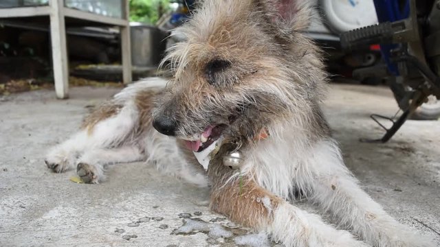 What Is Rabid Dog Saliva