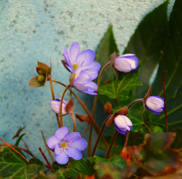 รูปภาพLeberblume – เลือกดูภาพถ่ายสต็อก เวกเตอร์ และวิดีโอ89 | Adobe Stock