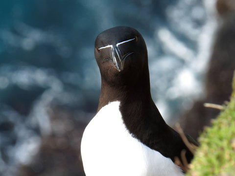 「Razorbill」の写真素材 | 4,007件の無料イラスト画像 | Adobe Stock