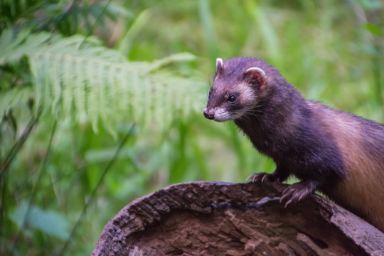 Mader-Bilder: Stock-Fotos & -Videos. | Adobe Stock