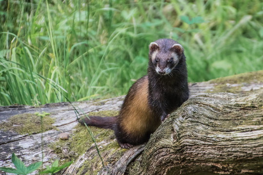 Mader-Bilder: Stock-Fotos & -Videos. | Adobe Stock