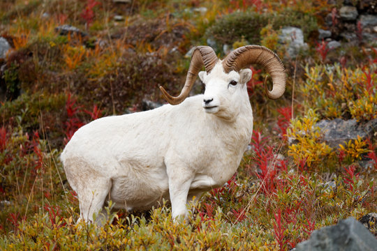 143,700 BESTE Widder BILDER, STOCK-FOTOS & -VEKTORGRAFIKEN | Adobe Stock