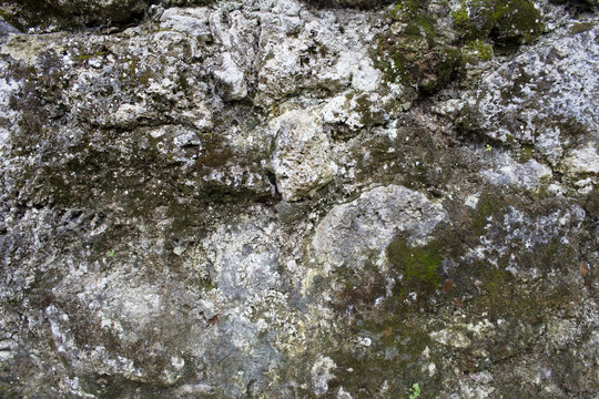 Calcarea Images – Browse 626 Stock Photos, Vectors, and Video | Adobe Stock